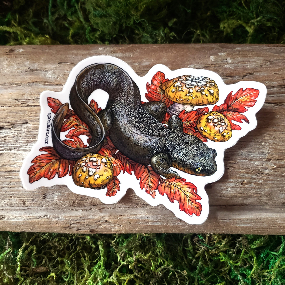 Rough-Skinned Newt Vinyl Sticker – Forager Vintage